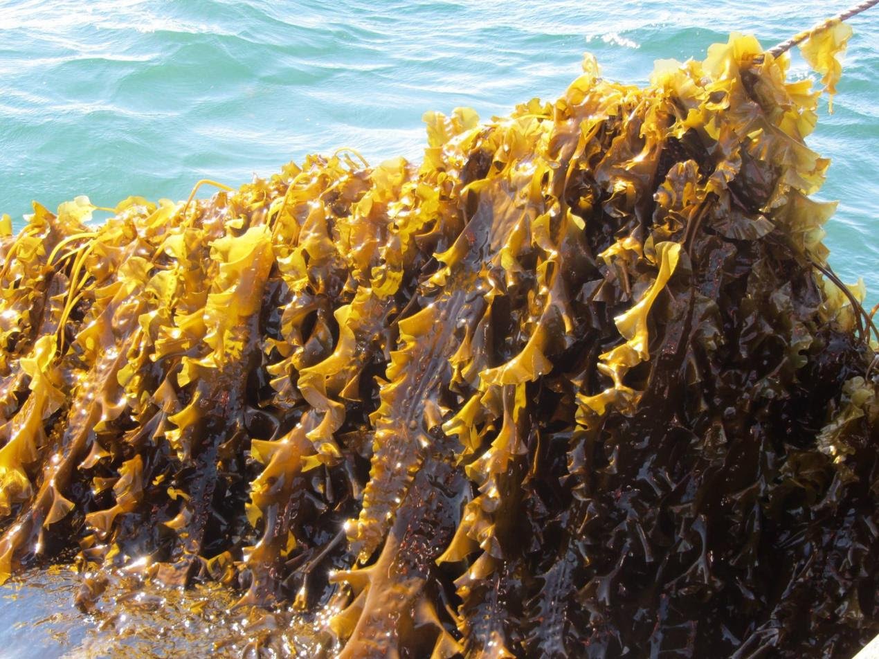 Seaweed ‘superfood’ for humans