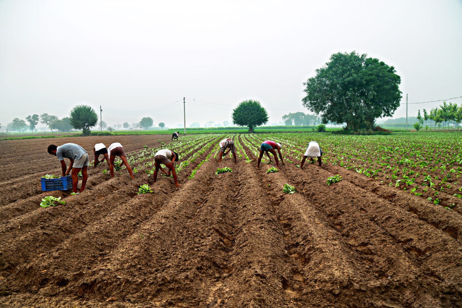 Budget focus on high-value crops, coastal & blue economy agriculture ...